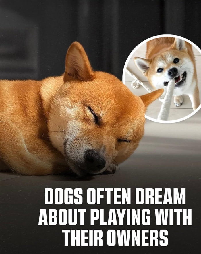 Dogs often dream about their owners. - 9GAG