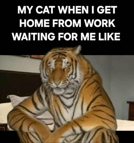 Best Funny tiger Memes - 9GAG