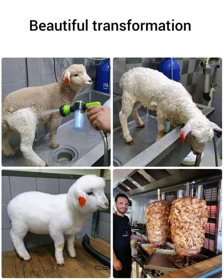 Best Funny lamb Memes - 9GAG