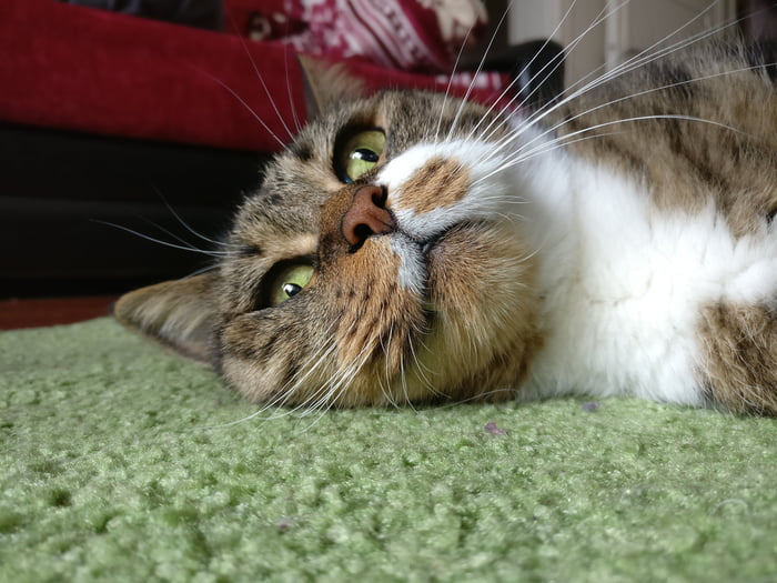 My good buddy. 15 years old. Looking magnificent. - 9GAG