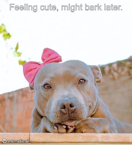 Pitbull Puppies Memes