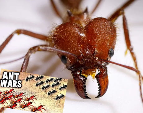 Best Funny ants Memes - 9GAG