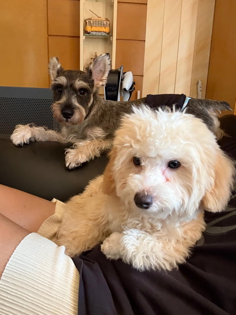 Best Funny miniature schnauzer Memes - 9GAG