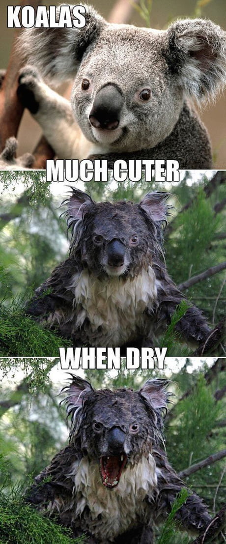 Wet Koala