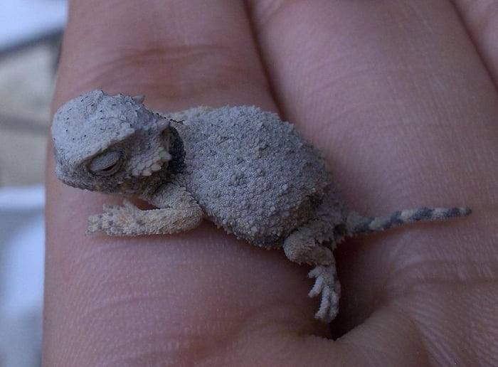 Tiny bearded dragon - 9GAG
