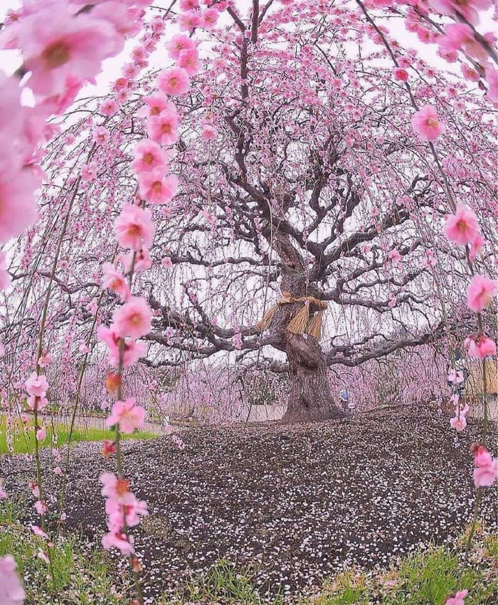 200 year old Cherry Tree in Japan. - 9GAG