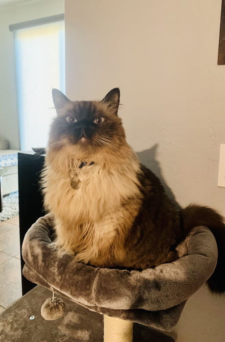 Homophobic cat confirmed - 9GAG