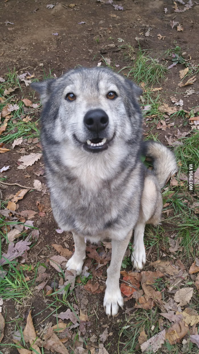 Such a friendly wolf - 9GAG