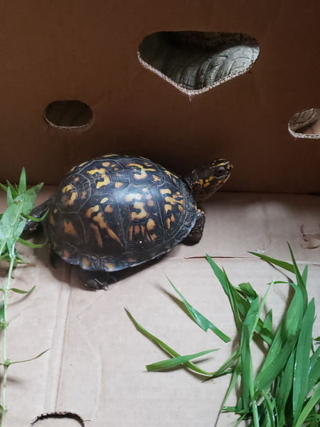 Box Turtle Poop