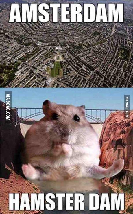 Accidentelly spelled 'Hamsterdam' instead of 'amsterdam' - 9GAG