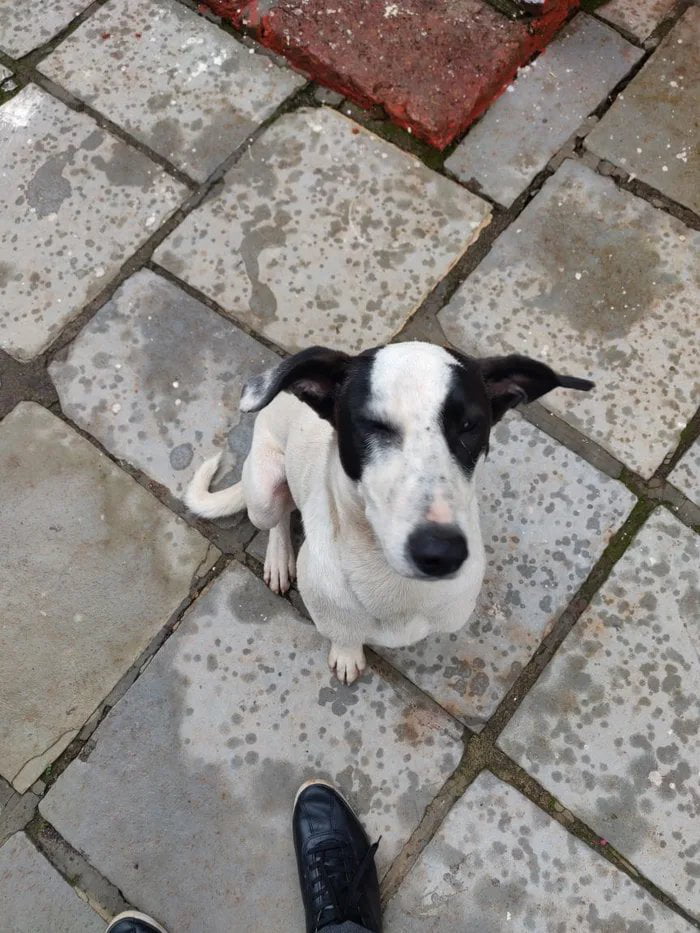 If a dog winks at you, always wink back. Maybe it's some kinda code. - 9GAG