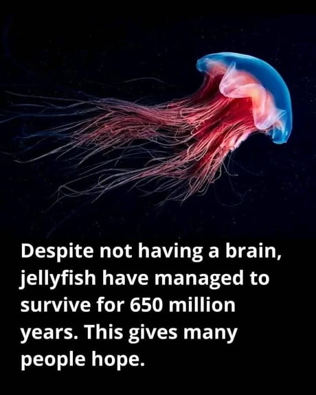 Best Funny jellyfish Memes - 9GAG