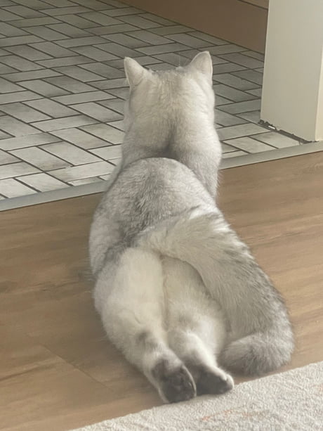 Best Funny british shorthair Memes - 9GAG