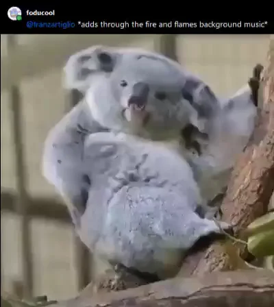 10 Guy Meme Koala