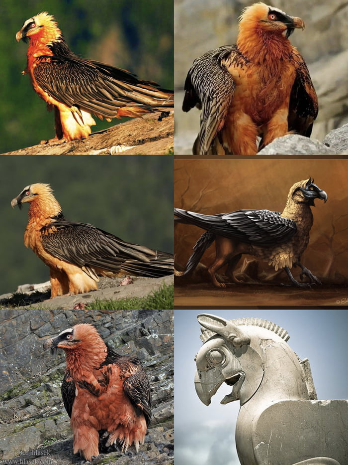 Ancient persian bird has been seen in iran after centuries. named :Homa ...