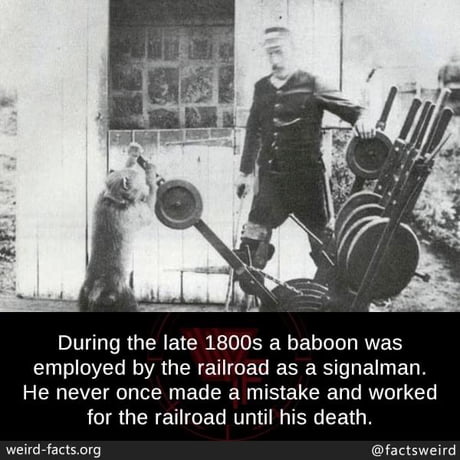 Best Funny baboon Memes - 9GAG