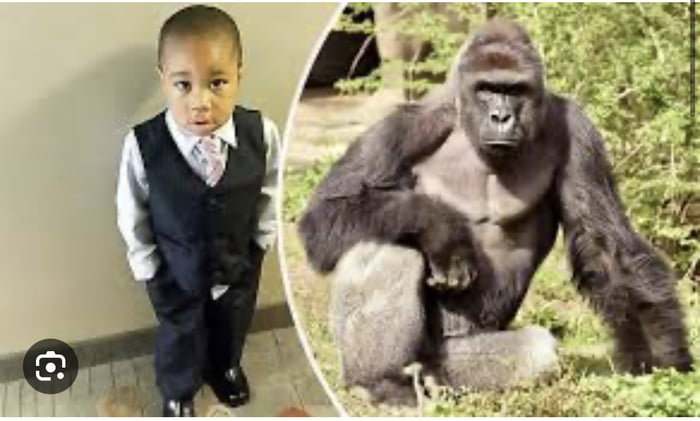 Let’s play a game. Upvote if you would save Harambe or downvote if you ...