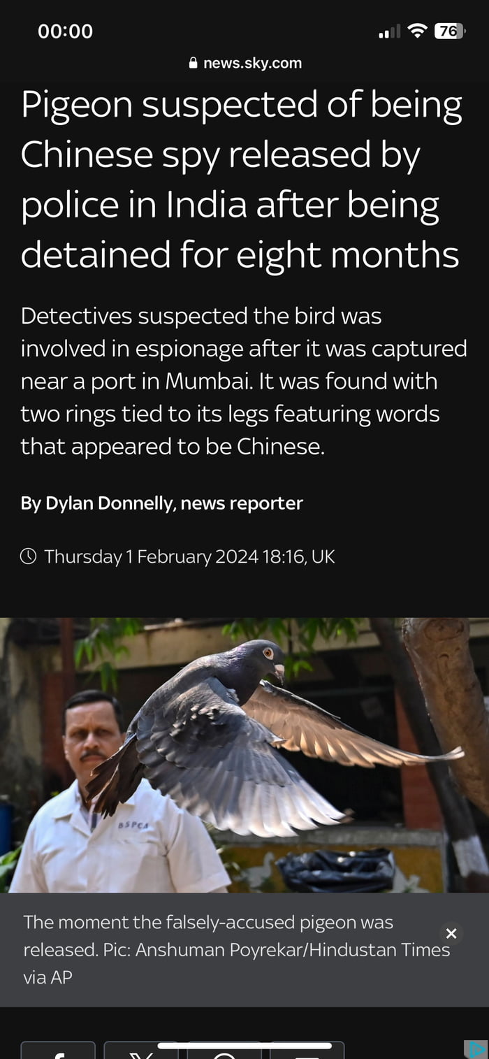 Undercover pigeons - 9GAG