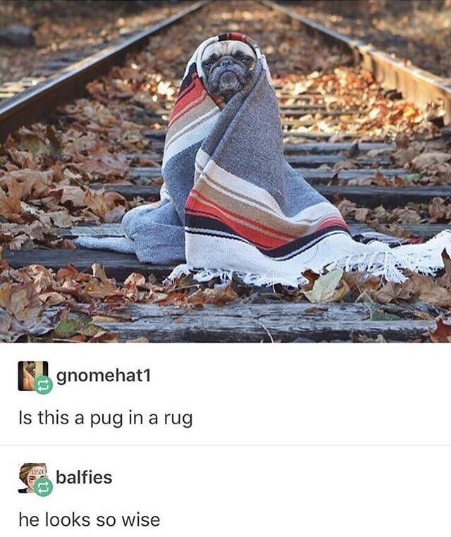 Pug in a rug - 9GAG