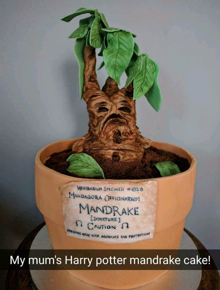 Mum's Harry Potter Mandrake Cake - 9GAG