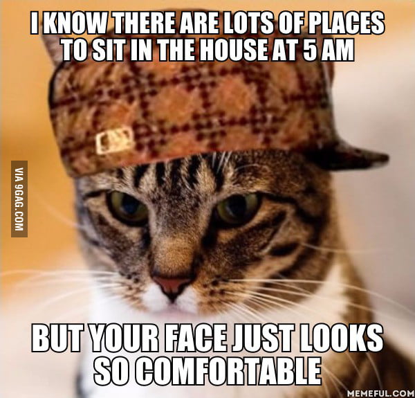 I love my cat, I swear I do - 9GAG