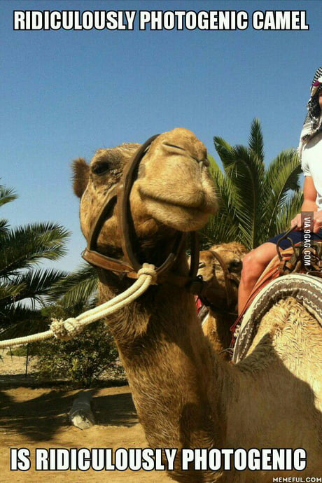 Extremely Photogenic Meme Ridiculously Photogenic Camel 9GAG