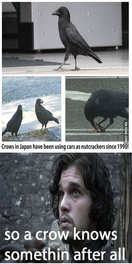 The Word Crow