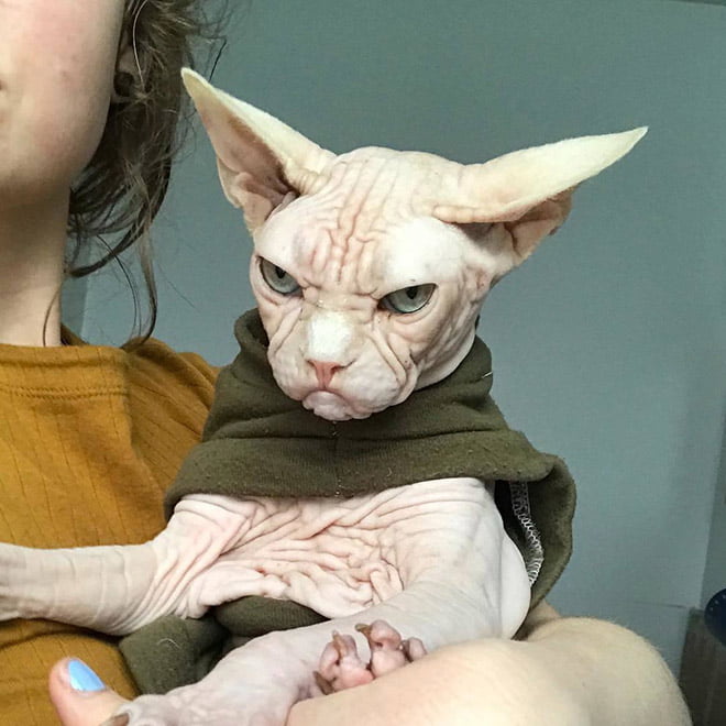 Meet Loki: The World’s Grumpiest Sphynx Cat - 9GAG