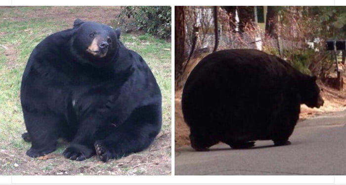 Have you ever seen a round bear - 9GAG