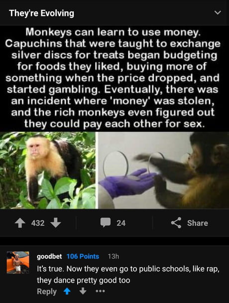 Best Funny capuchin monkey Memes - 9GAG