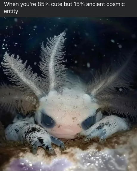 Best Funny axolotl Memes - 9GAG