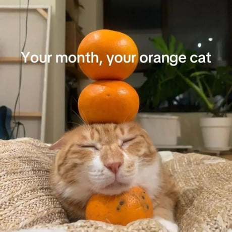 Best Funny orange cat Memes - 9GAG
