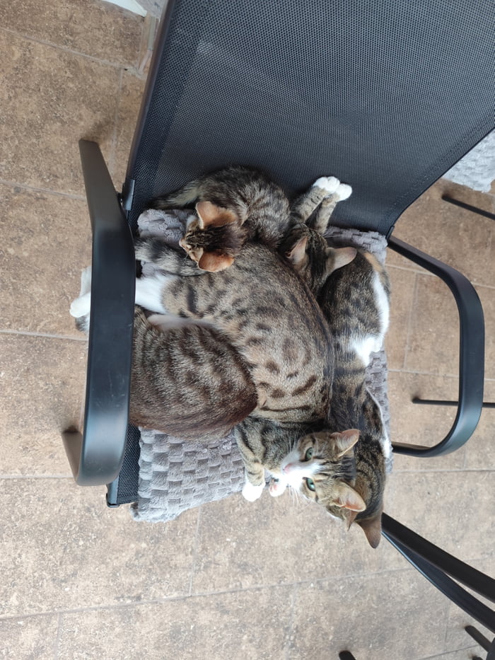 Biblically accurate cat - 9GAG