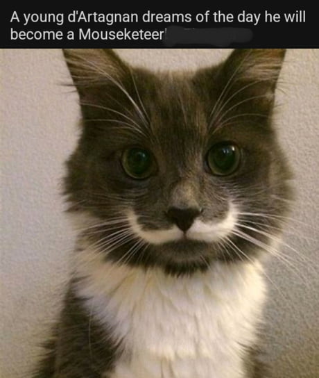 Best Funny the three musketeers Memes - 9GAG