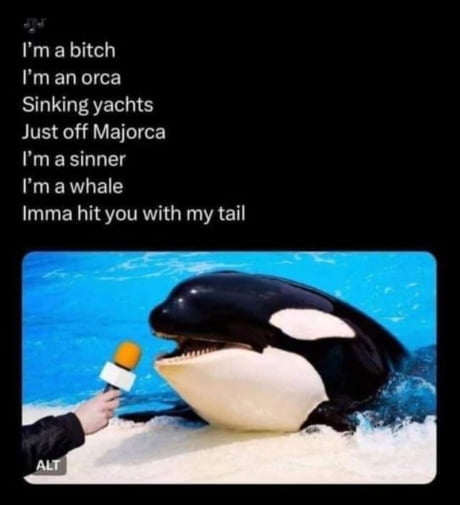 Best Funny orca Memes - 9GAG