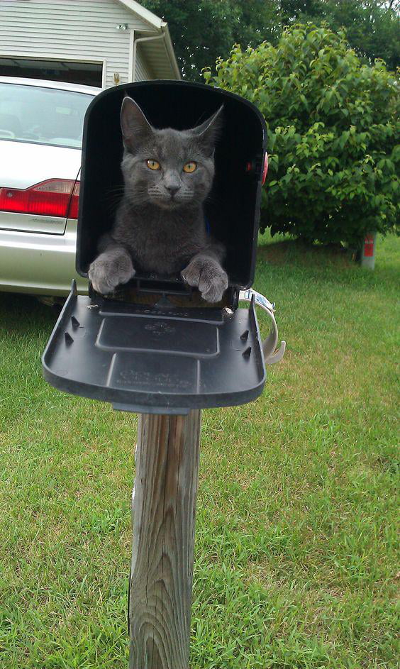 Hey wait a minute, Mr. Postman! - 9GAG
