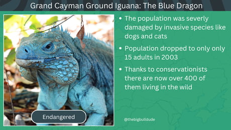 Best Funny iguana Memes - 9GAG