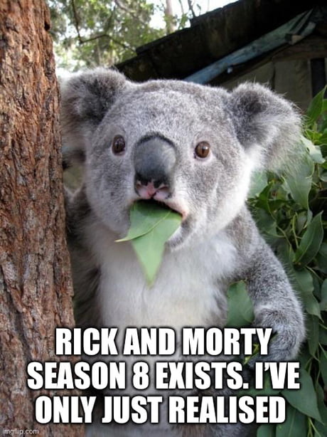 Best Funny koala Memes - 9GAG