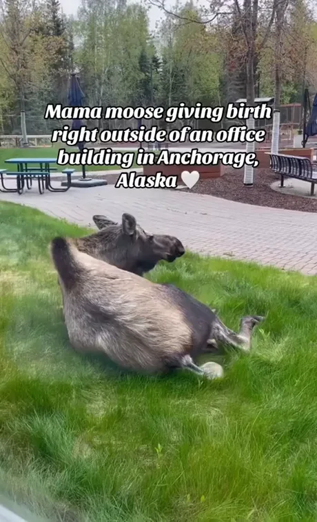 Moose Memes