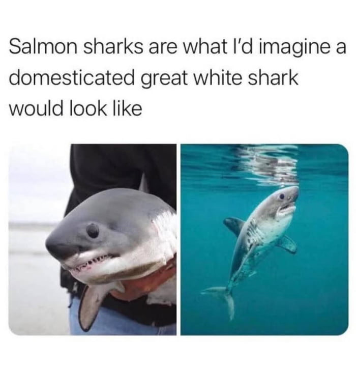 Unlocked the adorable mini boss - 9GAG