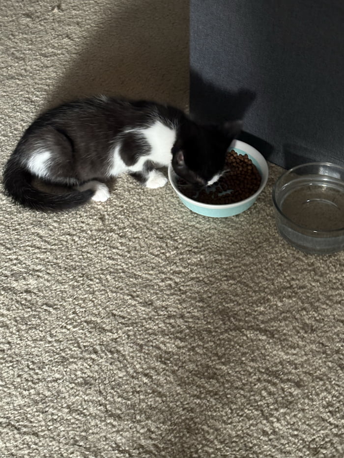 Welcome home kitten. - 9GAG