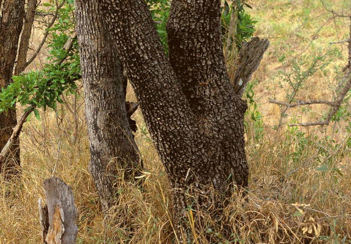 Look closely, can you spot the hidden leopard? - 9GAG