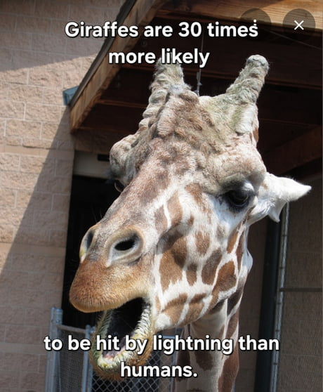 Girra Memes Giraffe Memes Photos Download Free High Quality Pictures