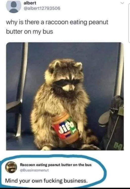 First time seeing raccoon eating in a bus bro?? - 9GAG