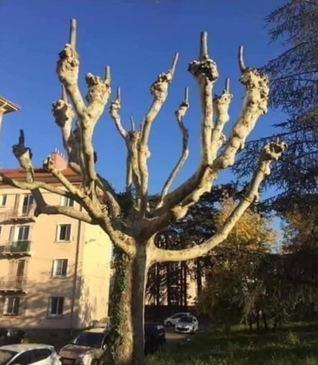 Best Funny tree Memes - 9GAG