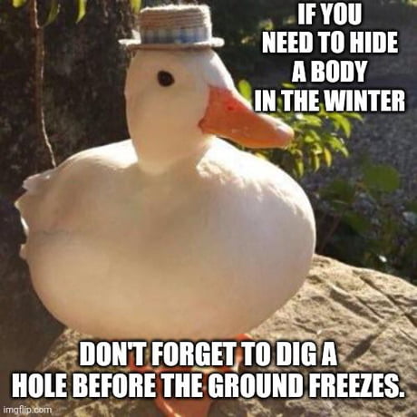 Good Advice Duck Meme