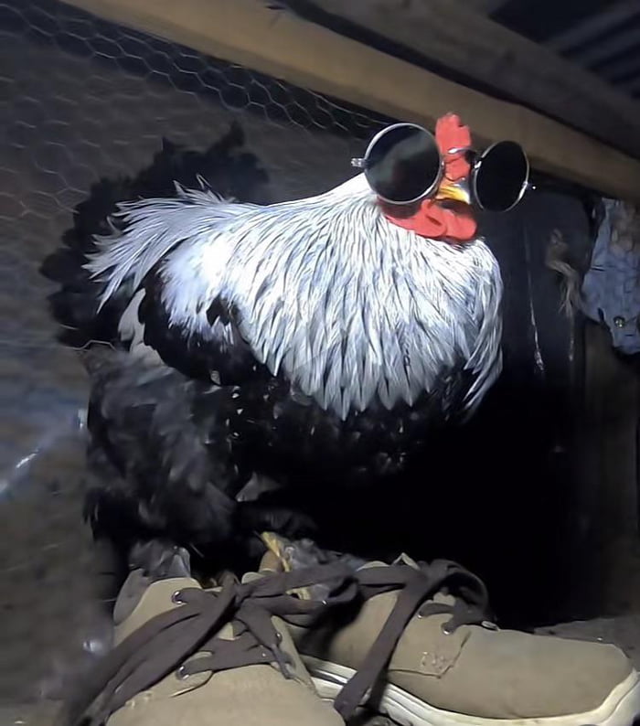 Drippy The Chicky - 9GAG