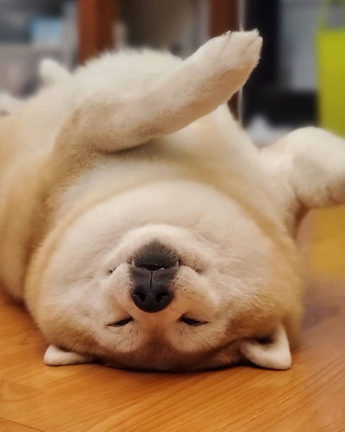 Meet Moja, A Chubby Shiba That Looks Like A Sumo Wrestler - 9GAG