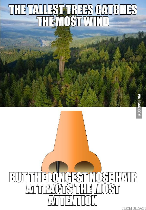 The tallest trees catches the most wind - 9GAG