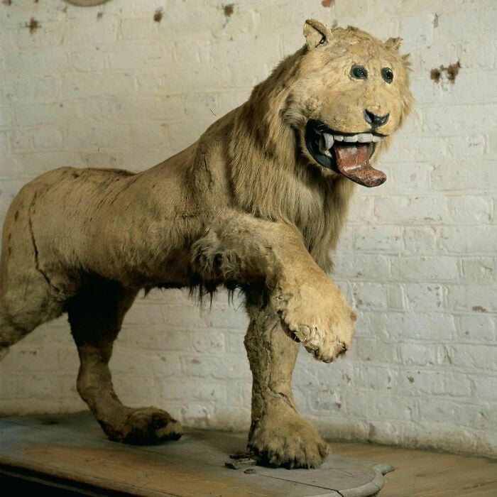 In 1731 King Frederick I Of Sweden Sent A Taxidermist His Favorite Lion ...